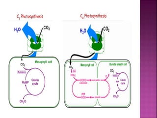 C3 and c4 plants ,characteristic ,cycles and significance | PPTX | Science