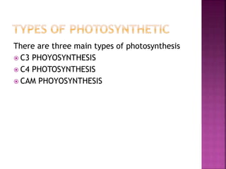 C3 and c4 plants ,characteristic ,cycles and significance | PPTX