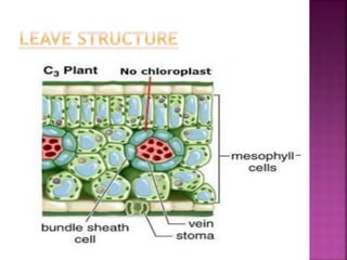 C3 and c4 plants ,characteristic ,cycles and significance | PPTX | Science