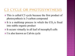 C3 and c4 plants ,characteristic ,cycles and significance | PPTX | Science