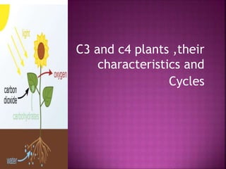 C3 Plants