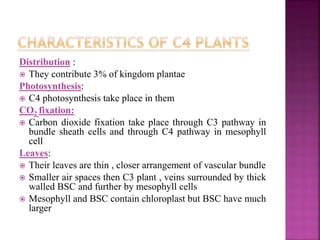 C4 Photosynthesis Examples