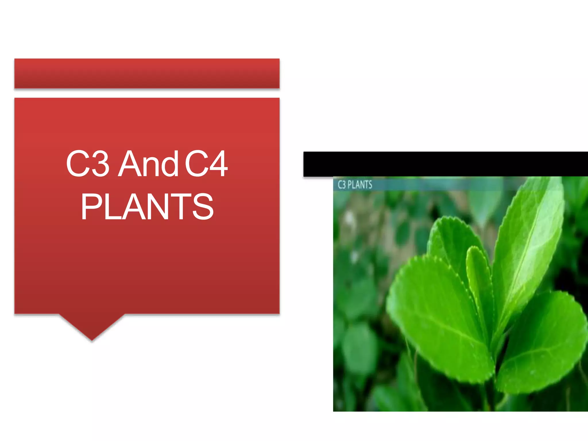 C3 and C4 plants Botany | PPTX