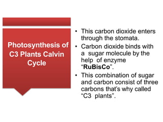 C3 and C4 plants Botany | PPTX