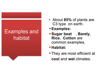 C3 and C4 plants Botany | PPTX