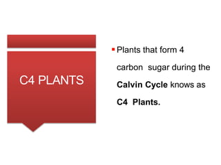 C3 and C4 plants Botany | PPTX