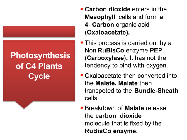 C3 and C4 plants Botany | PPTX