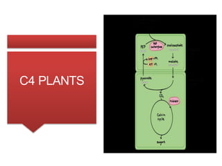 C3 and C4 plants Botany | PPTX