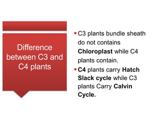 Difference Between C3 And C4 Plants