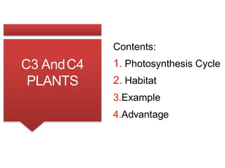 C4 Plants Examples