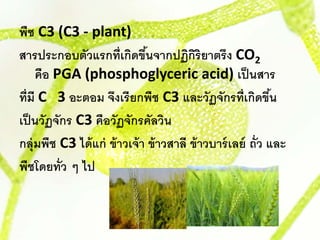 พืชC3 c4 | PDF