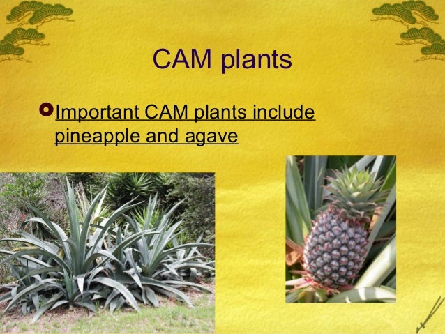 AP Bio Ch. 10 C3 c4 and cam plants