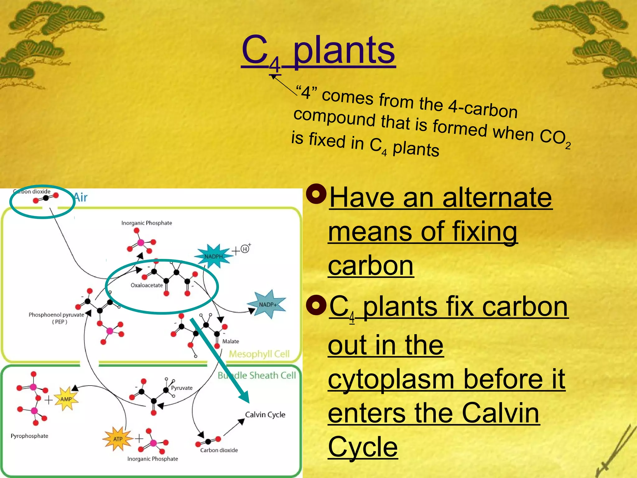 AP Biology Photosynthesis C3 C4 and CAM plants | PPT