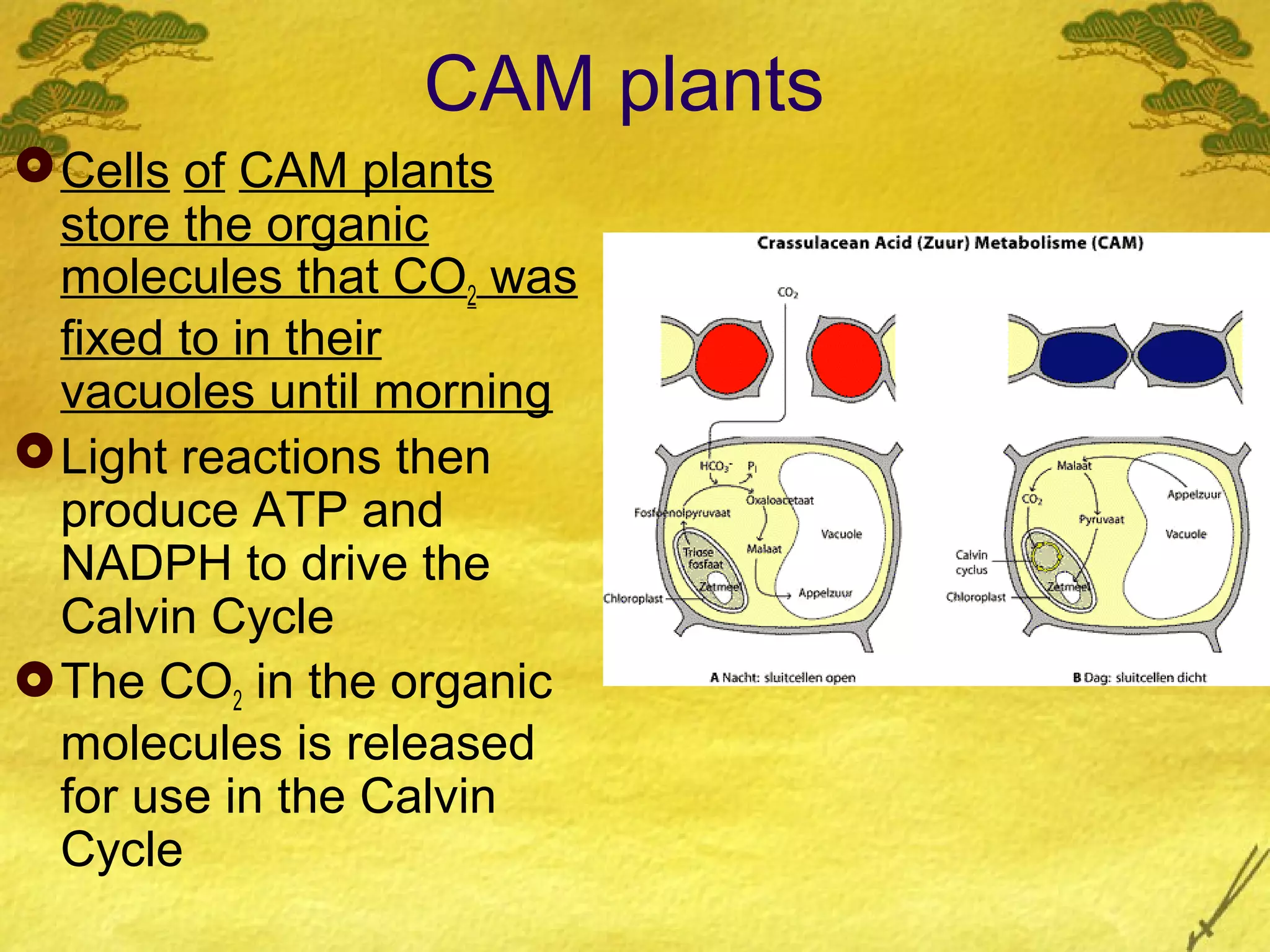 AP Biology Photosynthesis C3 C4 and CAM plants | PPT