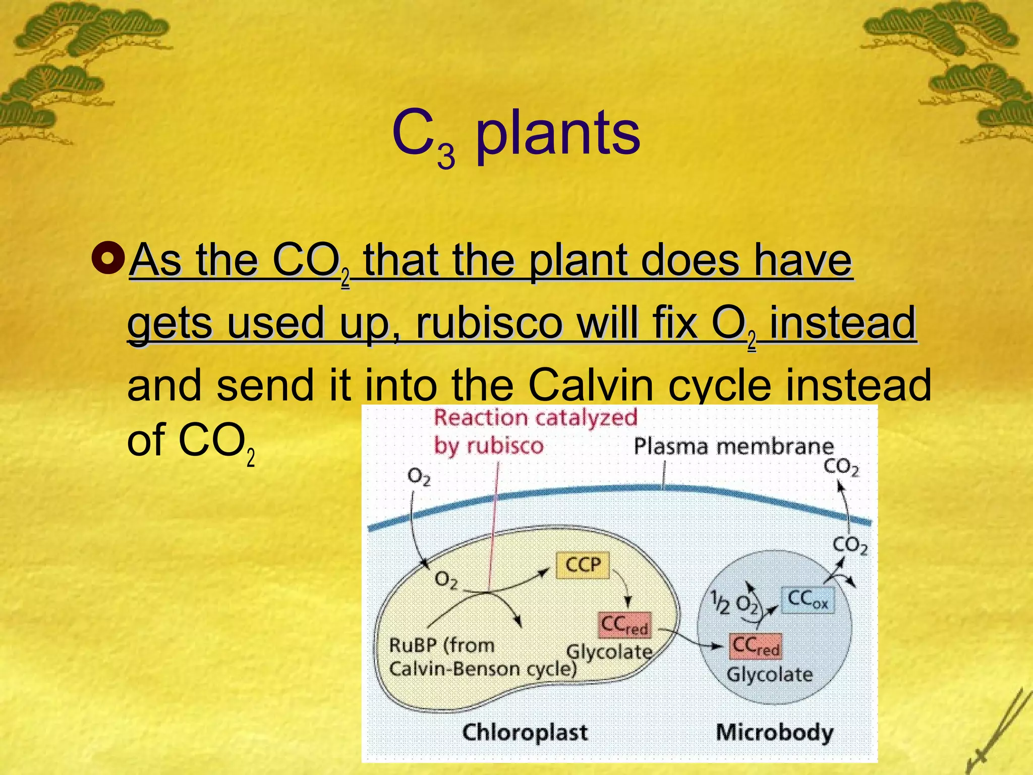 AP Biology Photosynthesis C3 C4 and CAM plants | PPT