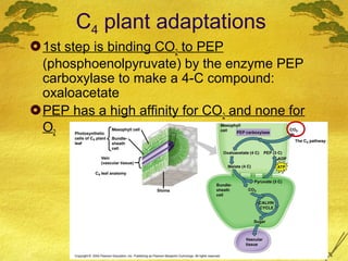 AP Biology Photosynthesis C3 C4 and CAM plants | PPT