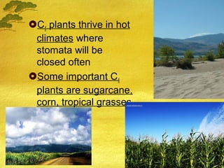 AP Biology Photosynthesis C3 C4 and CAM plants | PPT