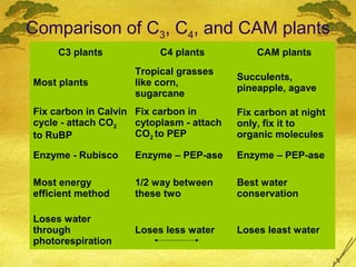 AP Biology Photosynthesis C3 C4 and CAM plants | PPT
