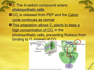 AP Biology Photosynthesis C3 C4 and CAM plants | PPT
