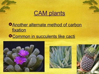 Cam Plants Examples