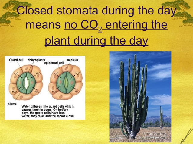 AP Biology Photosynthesis C3 C4 and CAM plants