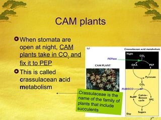 C3 C4 And Cam Plants