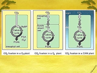 C3 C4 And Cam Plants
