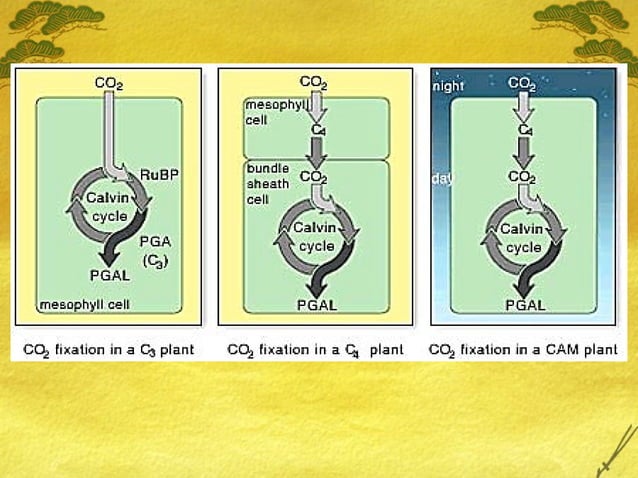 AP Biology Photosynthesis C3 C4 and CAM plants