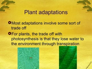 C3 C4 And Cam Plants