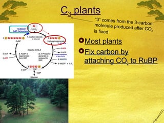 C3 C4 And Cam Plants