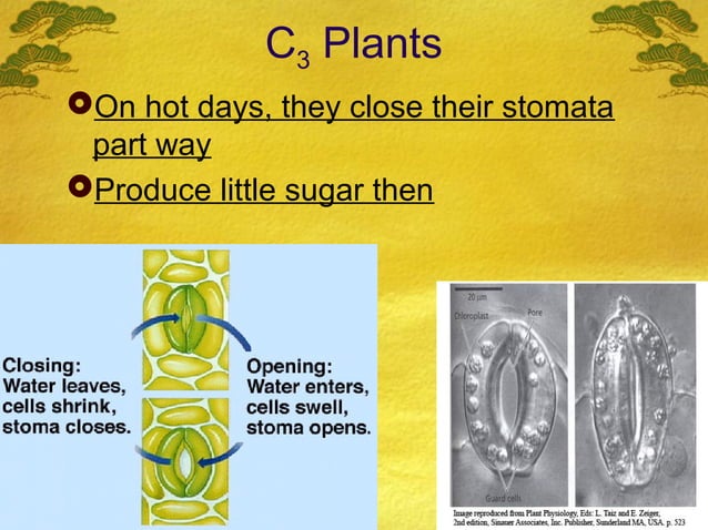 AP Biology Photosynthesis C3 C4 and CAM plants