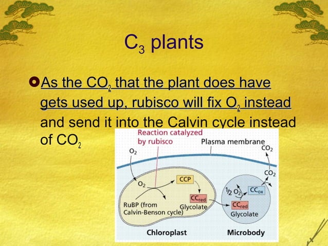 AP Biology Photosynthesis C3 C4 and CAM plants