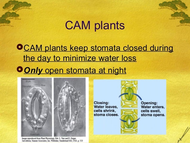 AP Biology Photosynthesis C3 C4 and CAM plants