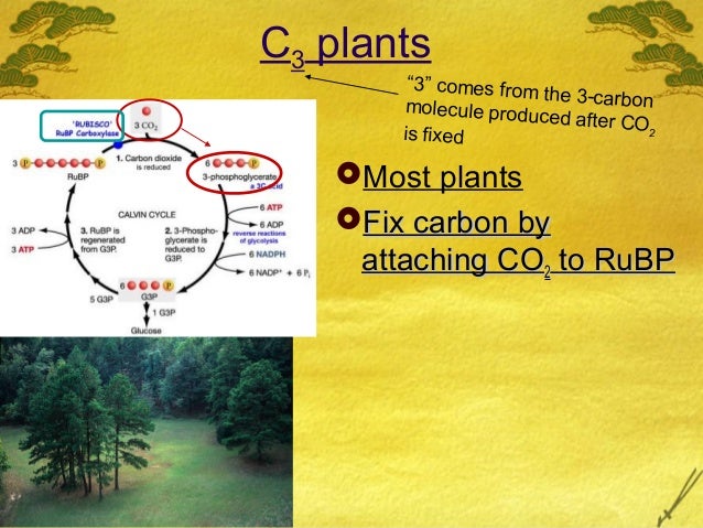 AP Biology Photosynthesis C3 C4 and CAM plants