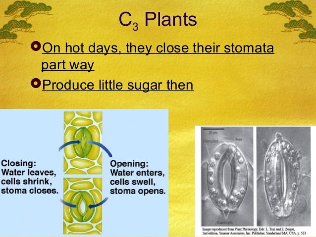 AP Biology Photosynthesis C3 C4 and CAM plants