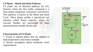 C3, C4 & CAM Plants: Photosynthesis Adaptations | PPTX