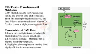 C3, C4 & CAM Plants: Photosynthesis Adaptations | PPTX