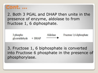 C3cycle and c4 cycle | PPTX