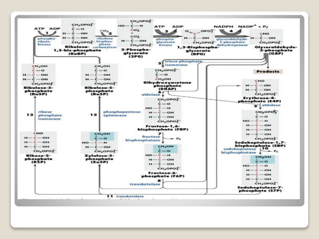 C3cycle and c4 cycle | PPTX