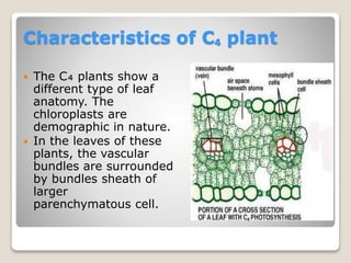 C3cycle and c4 cycle | PPTX