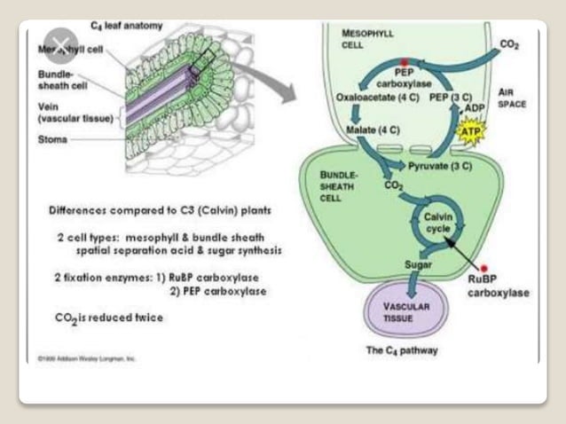 C3cycle and c4 cycle | PPTX