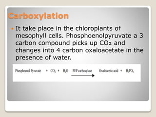 C3cycle and c4 cycle | PPTX