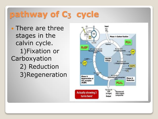 C3cycle and c4 cycle | PPTX