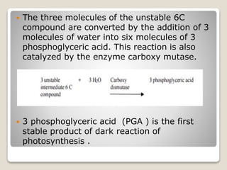 C3cycle and c4 cycle | PPTX