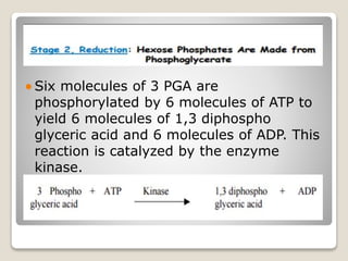 C3cycle and c4 cycle | PPTX