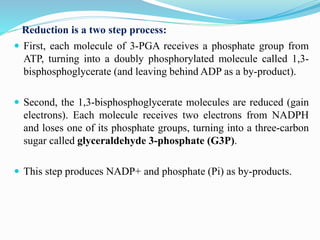C3 cycle c4 cycle cam cycle | PPTX