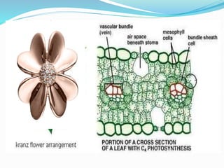 C3 cycle c4 cycle cam cycle | PPTX