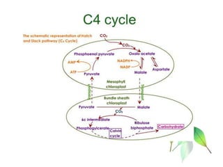 C3 cycle c4 cycle cam cycle | PPTX