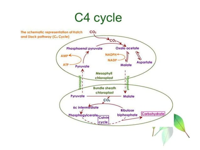 C3 cycle c4 cycle cam cycle | PPTX