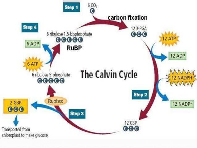 C3 cycle c4 cycle cam cycle | PPTX